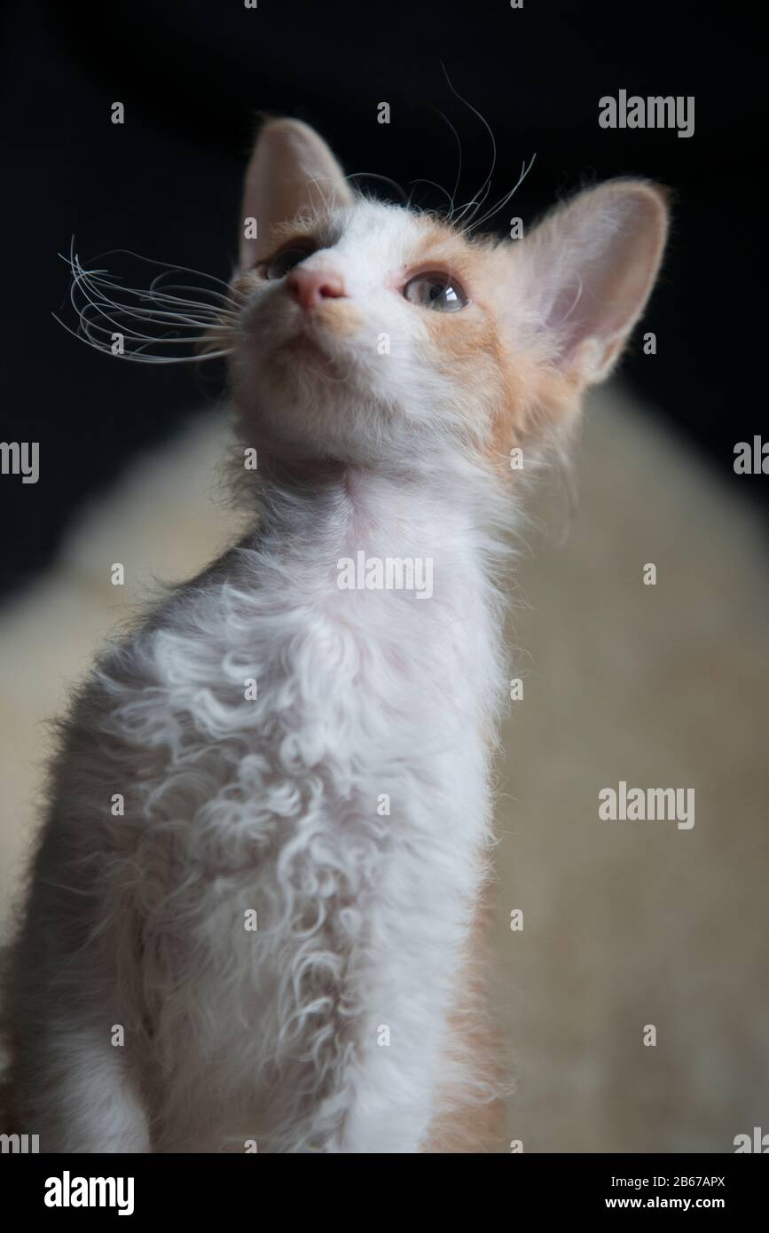 Cat stretch studio hi-res stock photography and images - Alamy
