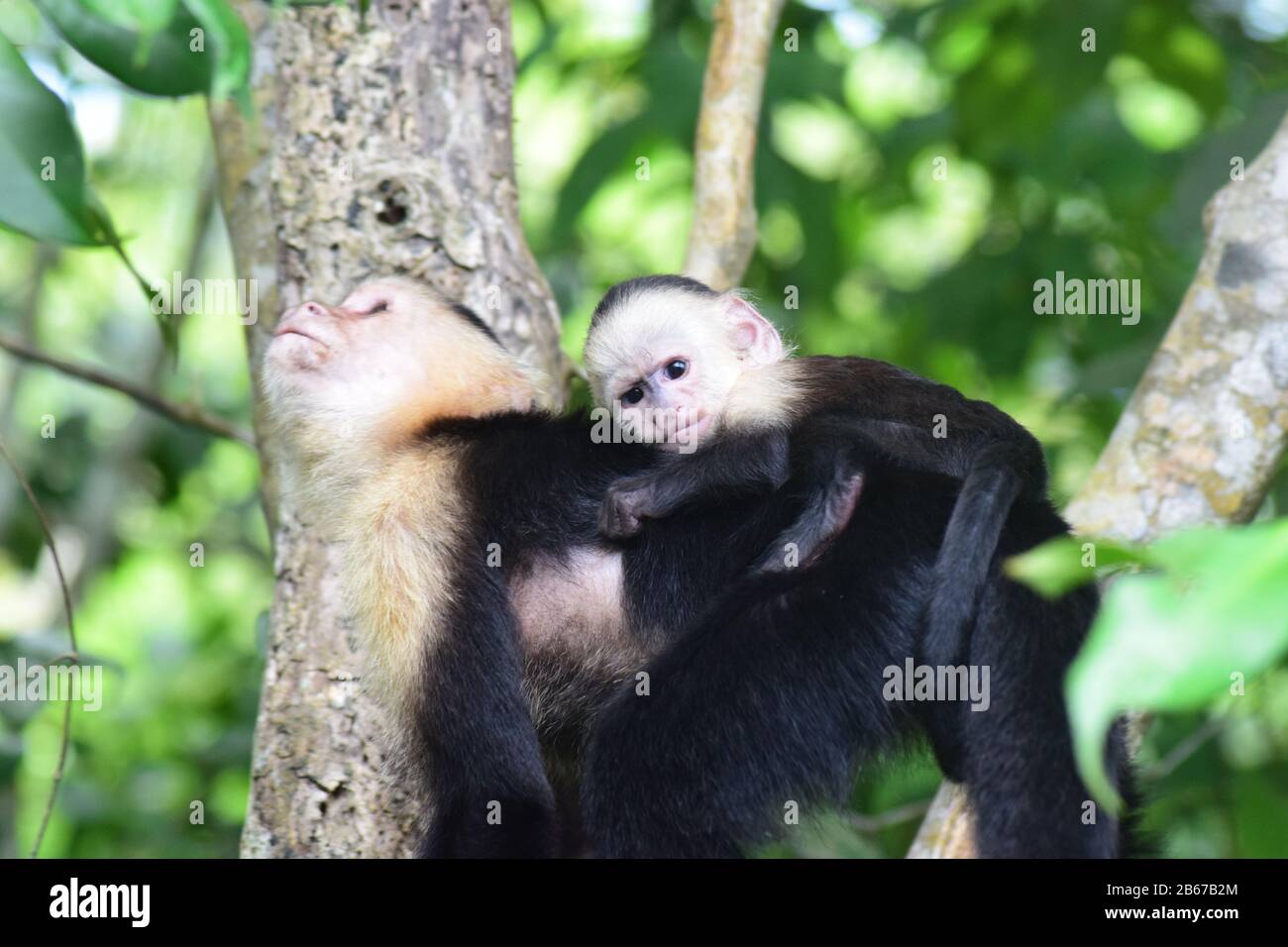 Mother and baby monkey in tree in Costa Rica Stock Photo - Alamy