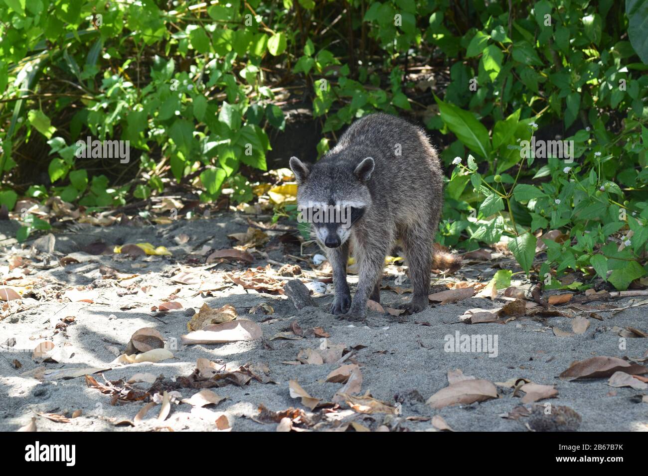 Rainforest raccoon hi-res stock photography and images - Alamy