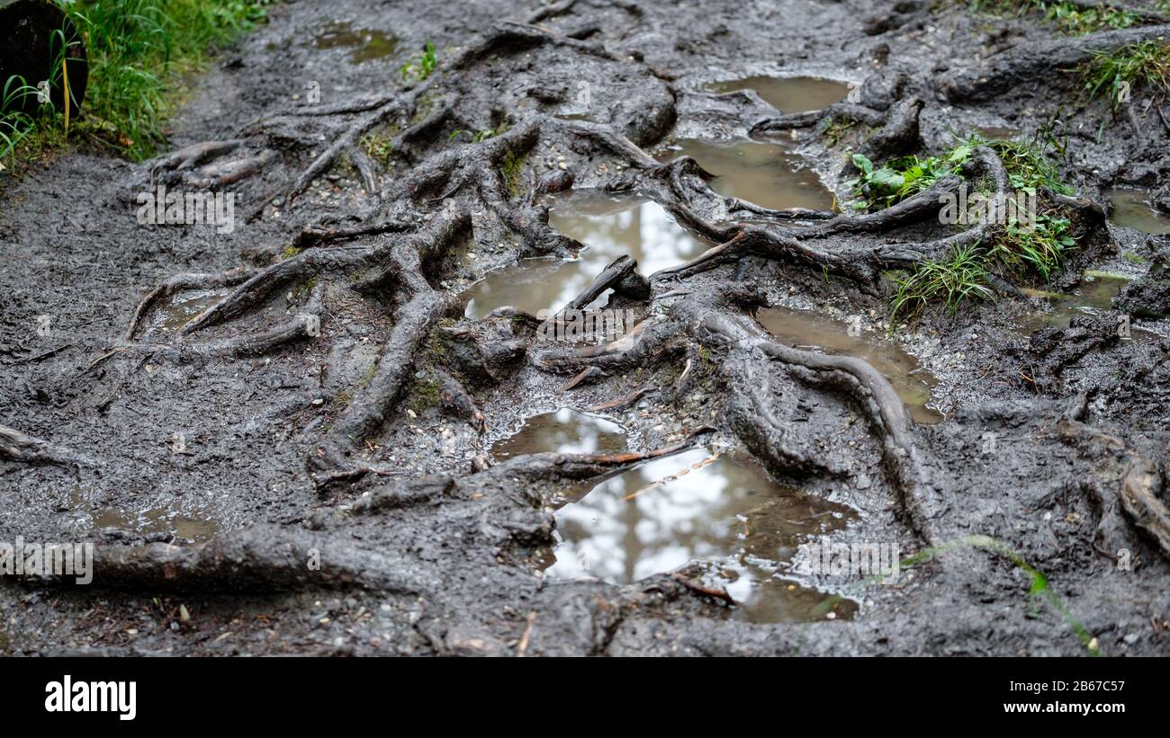 Entangled roots hi-res stock photography and images - Alamy