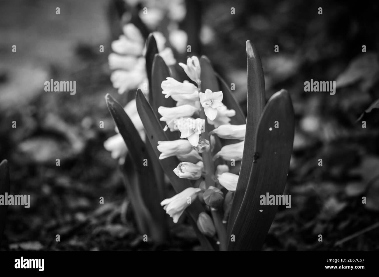 natural flowers close up view Stock Photo - Alamy