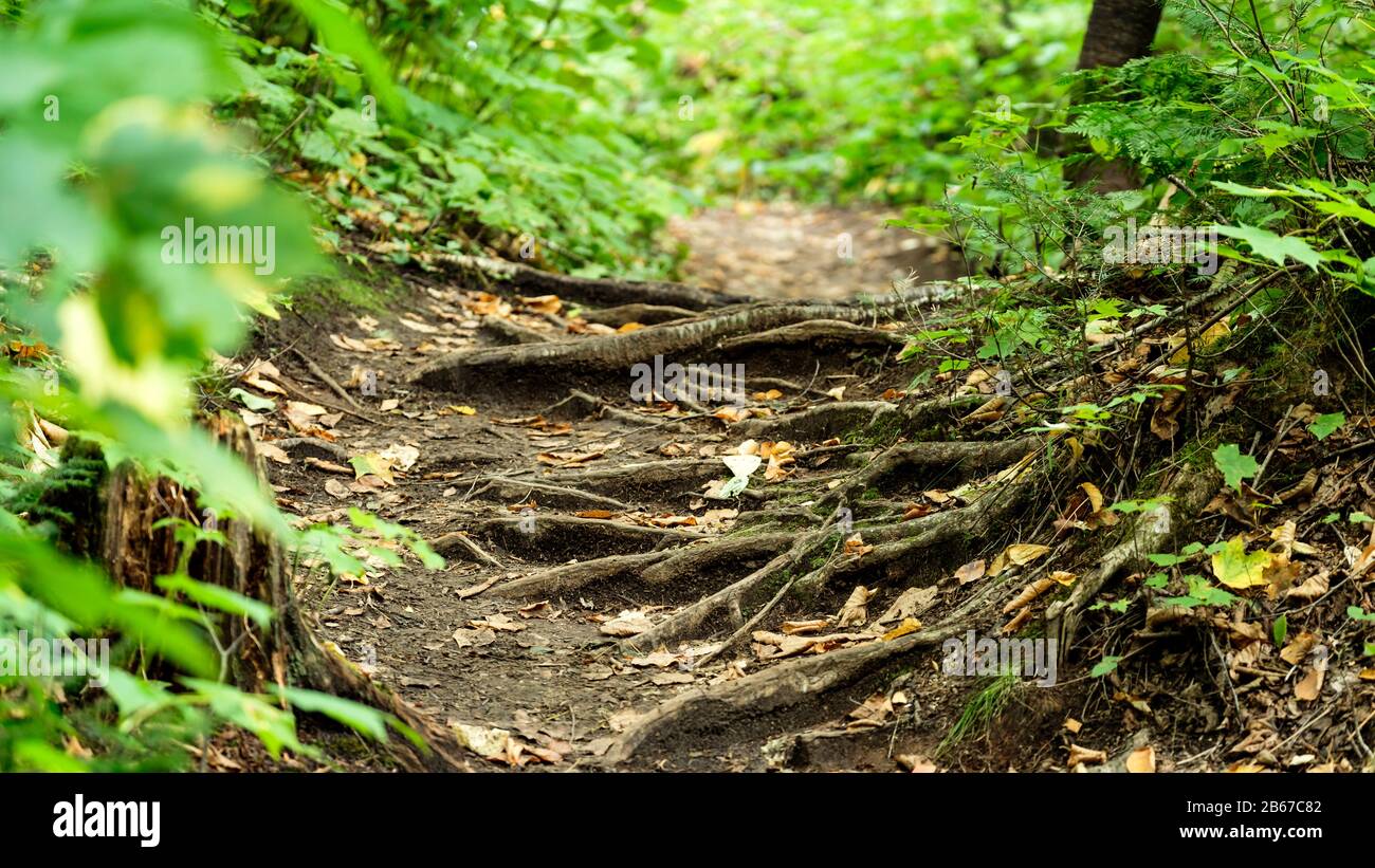 Entangled roots hi-res stock photography and images - Alamy