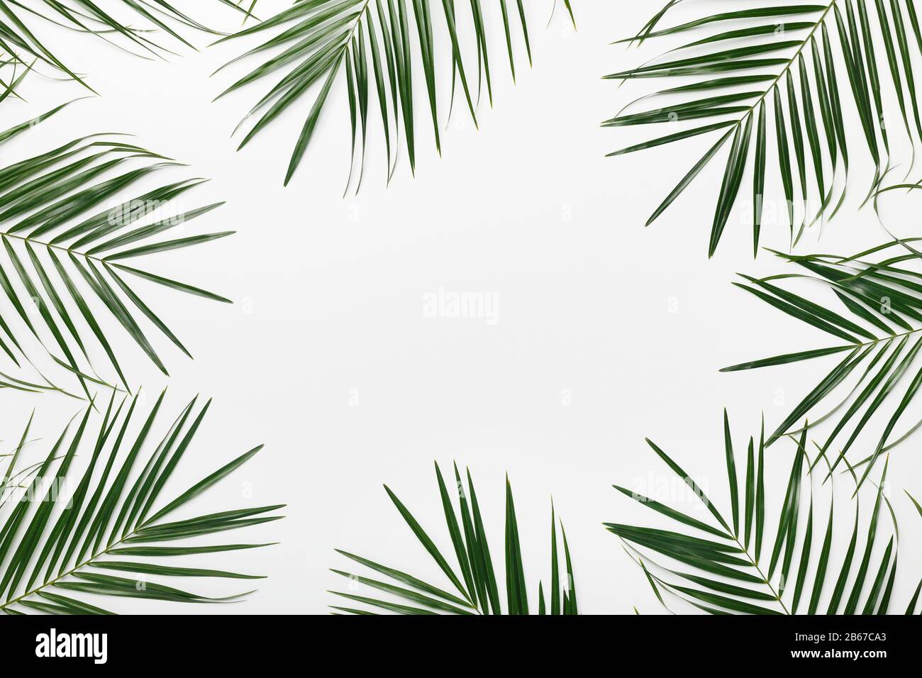 Green flat lay frame tropical palm leaf branches on white Stock Photo ...