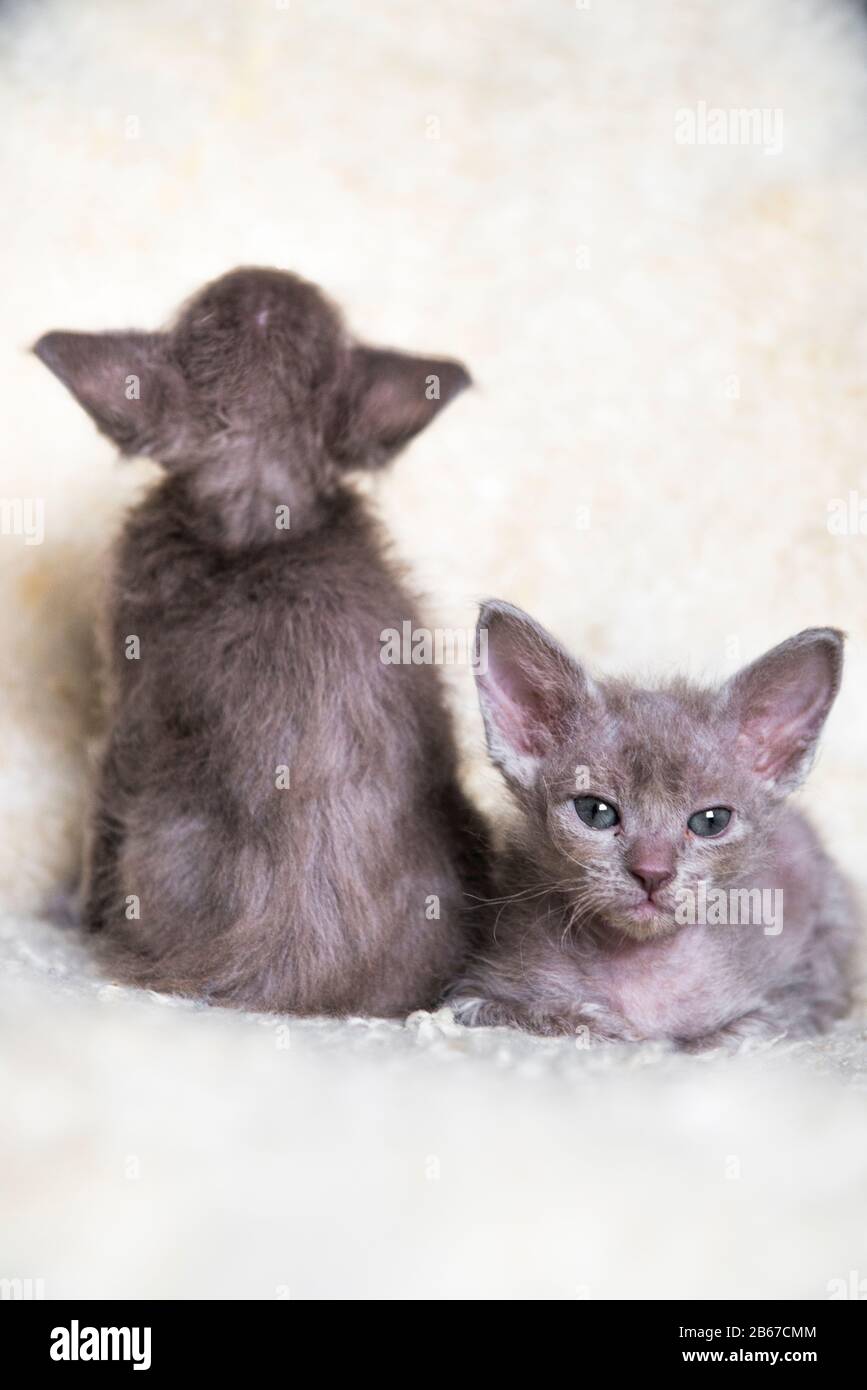 Fuzzy kittens hi-res stock photography and images - Alamy