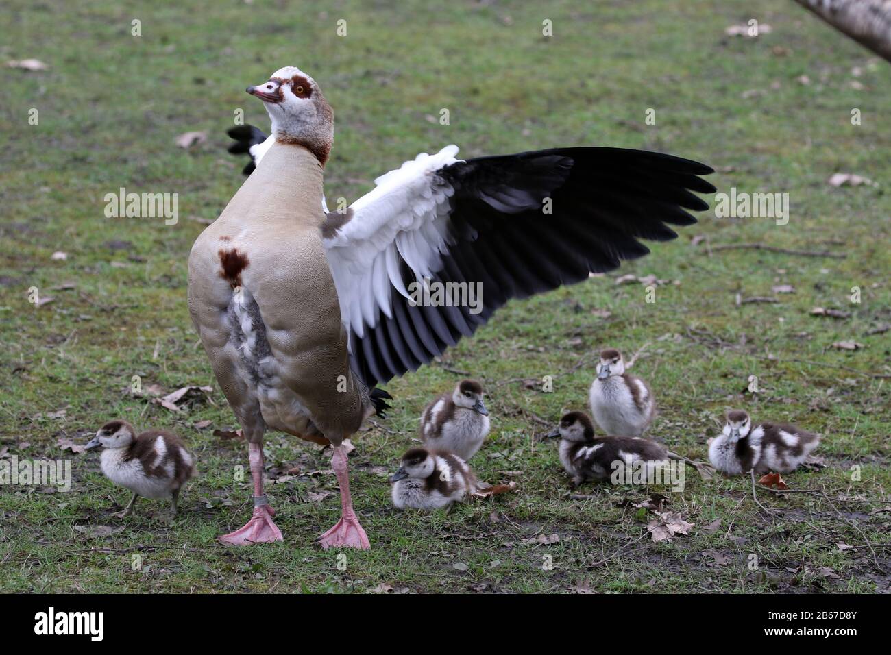 Egyptian Goose, f. Anatinae, Alopochen aegypyiacus with goslings ...