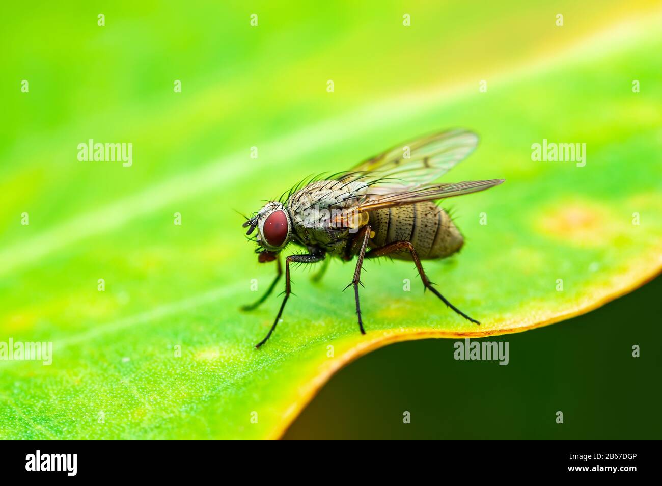 Exotic Drosophila Fruit Fly Diptera Insect on Plant Leaf Stock Photo ...