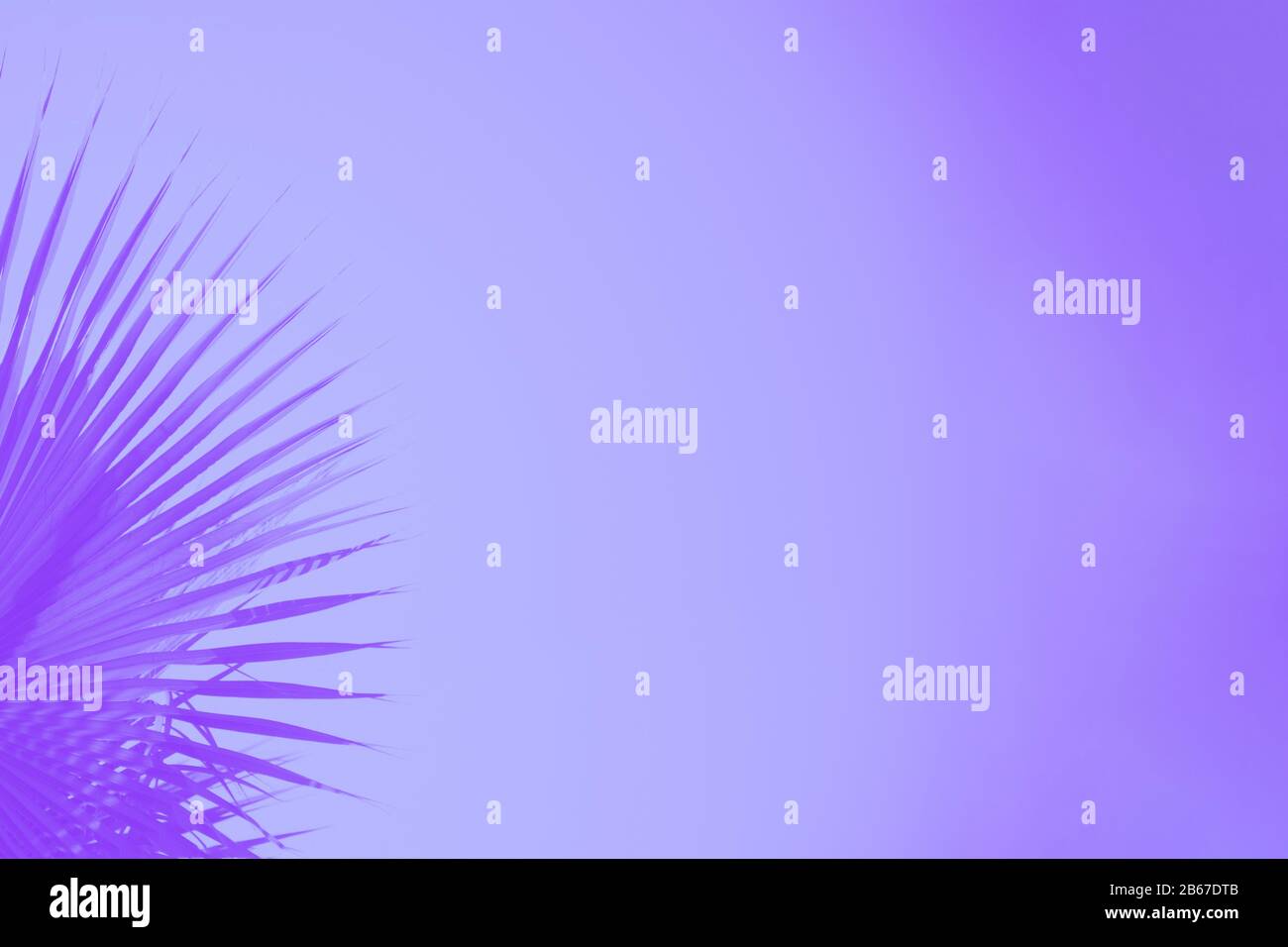 Palm leaves on pale violet background. Minimal concept. Copy space ...