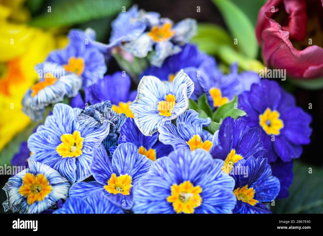 natural flowers close up view Stock Photo - Alamy