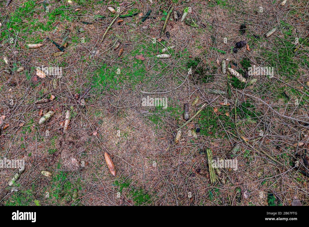 Beautiful and natural forest ground textures with branches, moss and ...