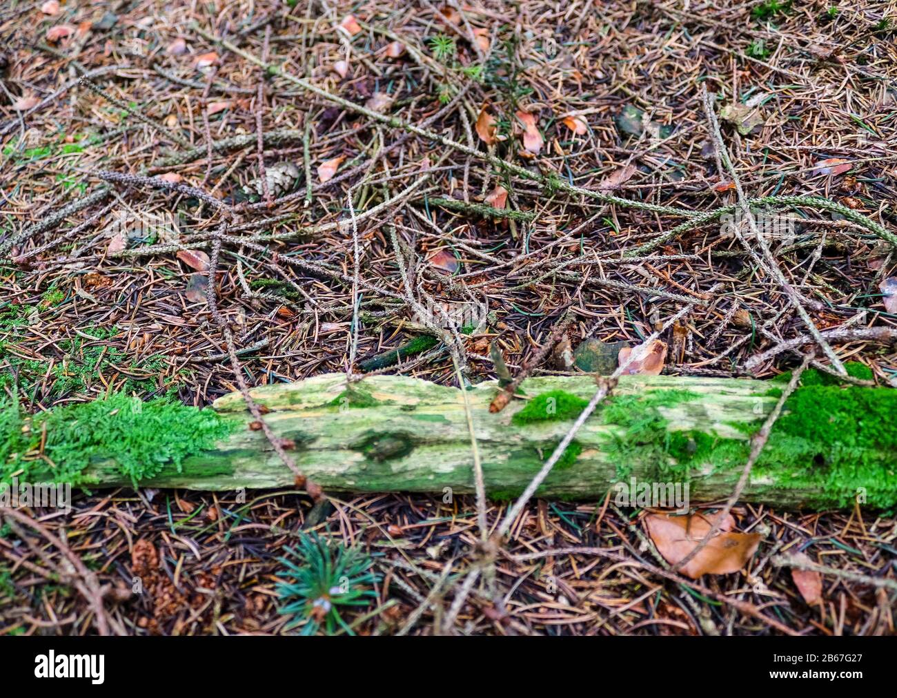 Beautiful and natural forest ground textures with branches, moss and ...