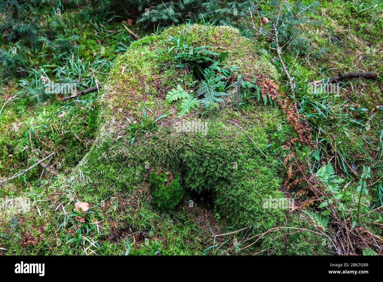 Beautiful and natural forest ground textures with branches, moss and ...