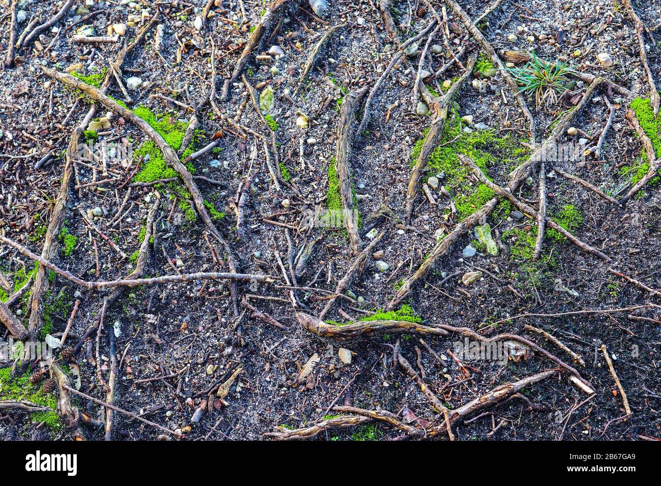 Beautiful and natural forest ground textures with branches, moss and ...