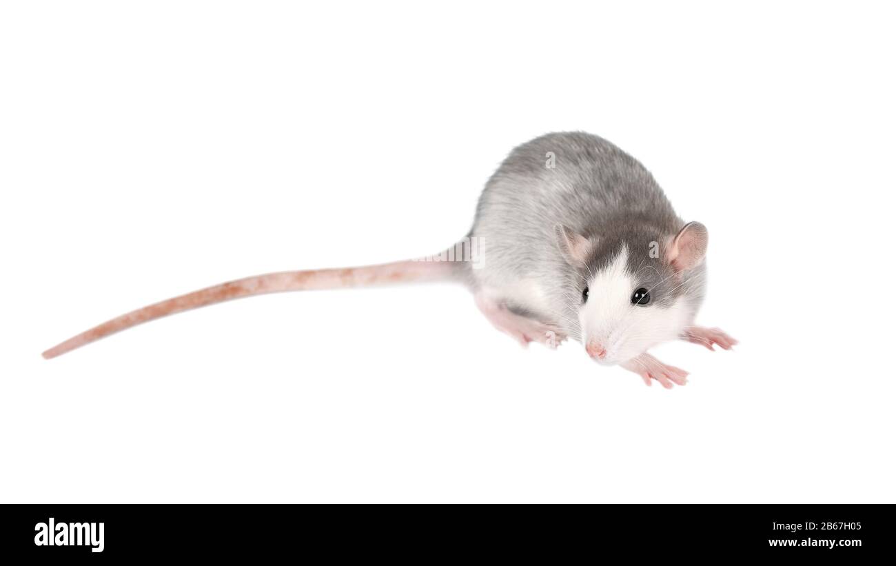 Funny young light gray rat isolated on white. Rodent pets. Domesticated ...