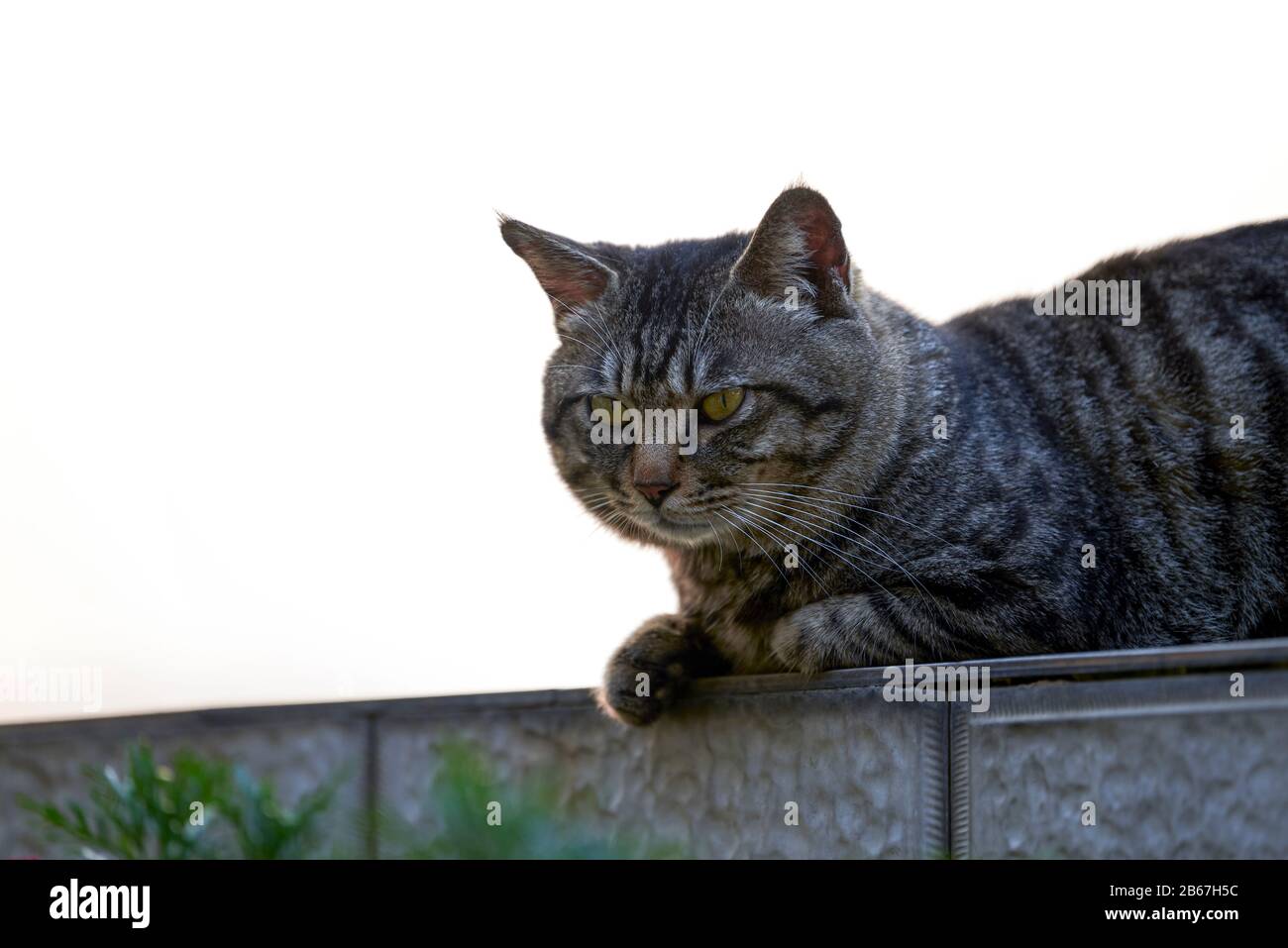 Civet Cat High Resolution Stock Photography and Images - Alamy
