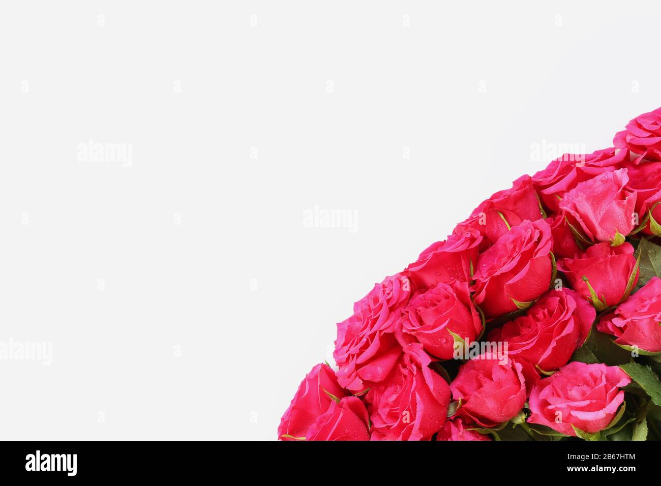 Multiple red roses on white background Stock Photo - Alamy