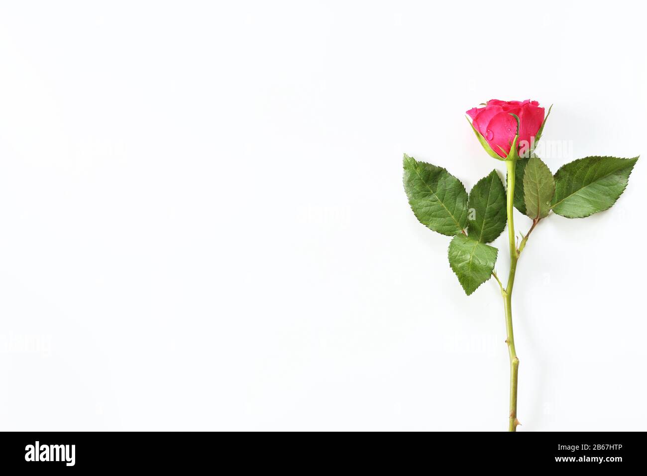 flower single long stem red rose isolated Stock Photo - Alamy