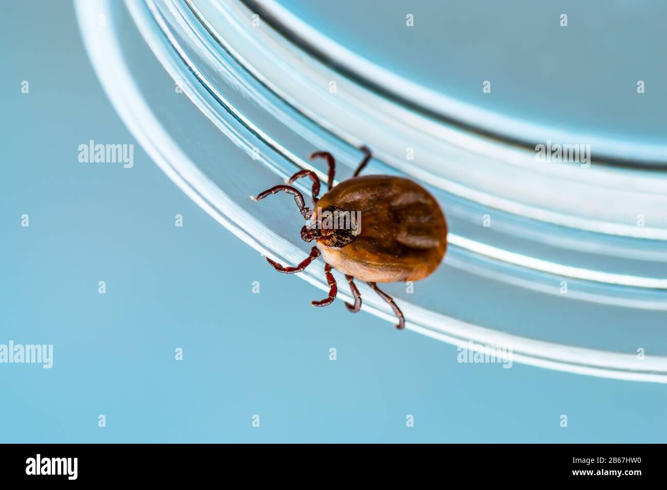 Insect repellent tube hi-res stock photography and images - Alamy