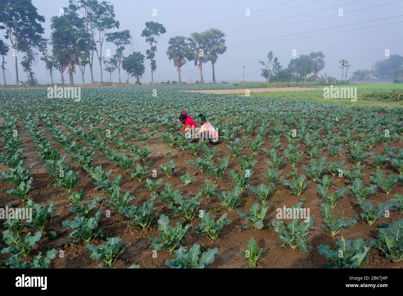 Bangladesh – January 24, 2020: Some workers are clearing the weeds of ...