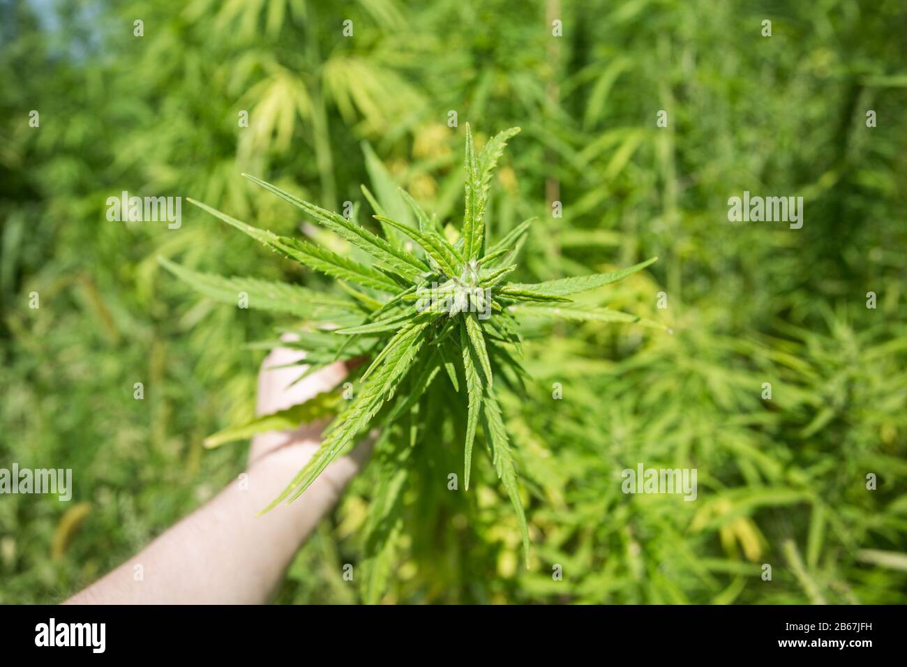 Sunny day on the industrial hemp field Stock Photo - Alamy