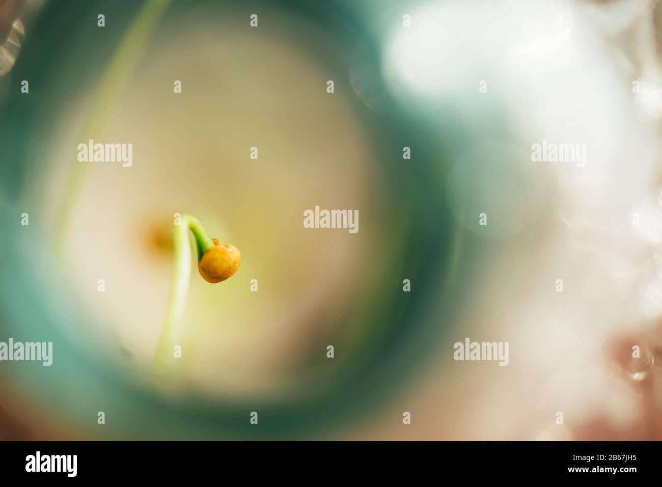 small fresh seed shoot Stock Photo - Alamy