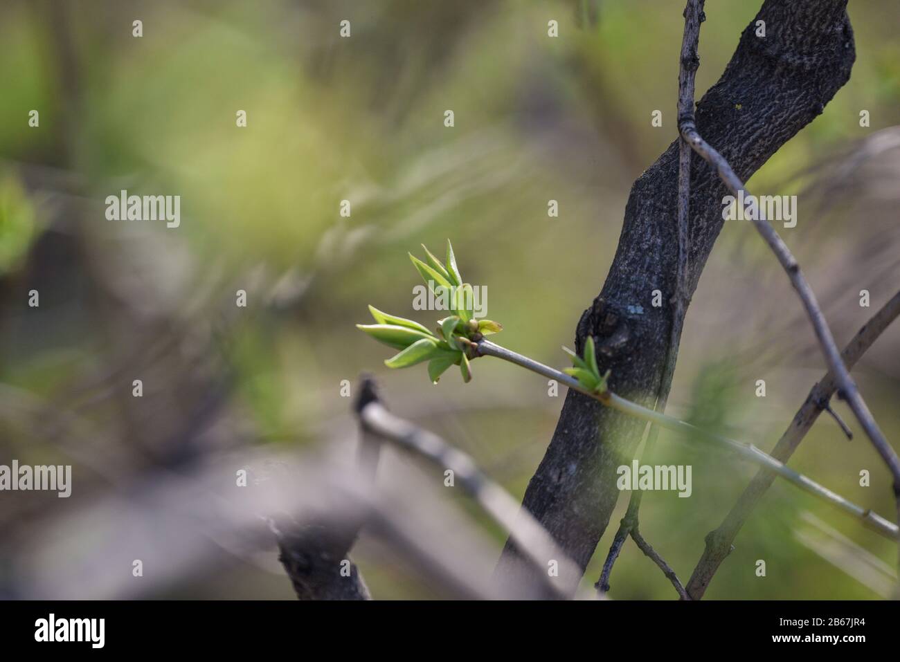 Buds on tree branches in March. Tree branch with buds background ...