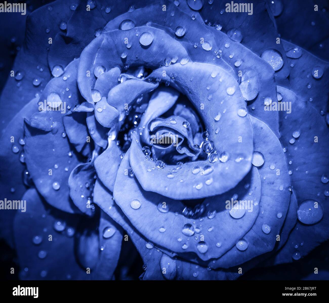 Navy blue Rose flower head close up. Rose with water drops. Top view ...