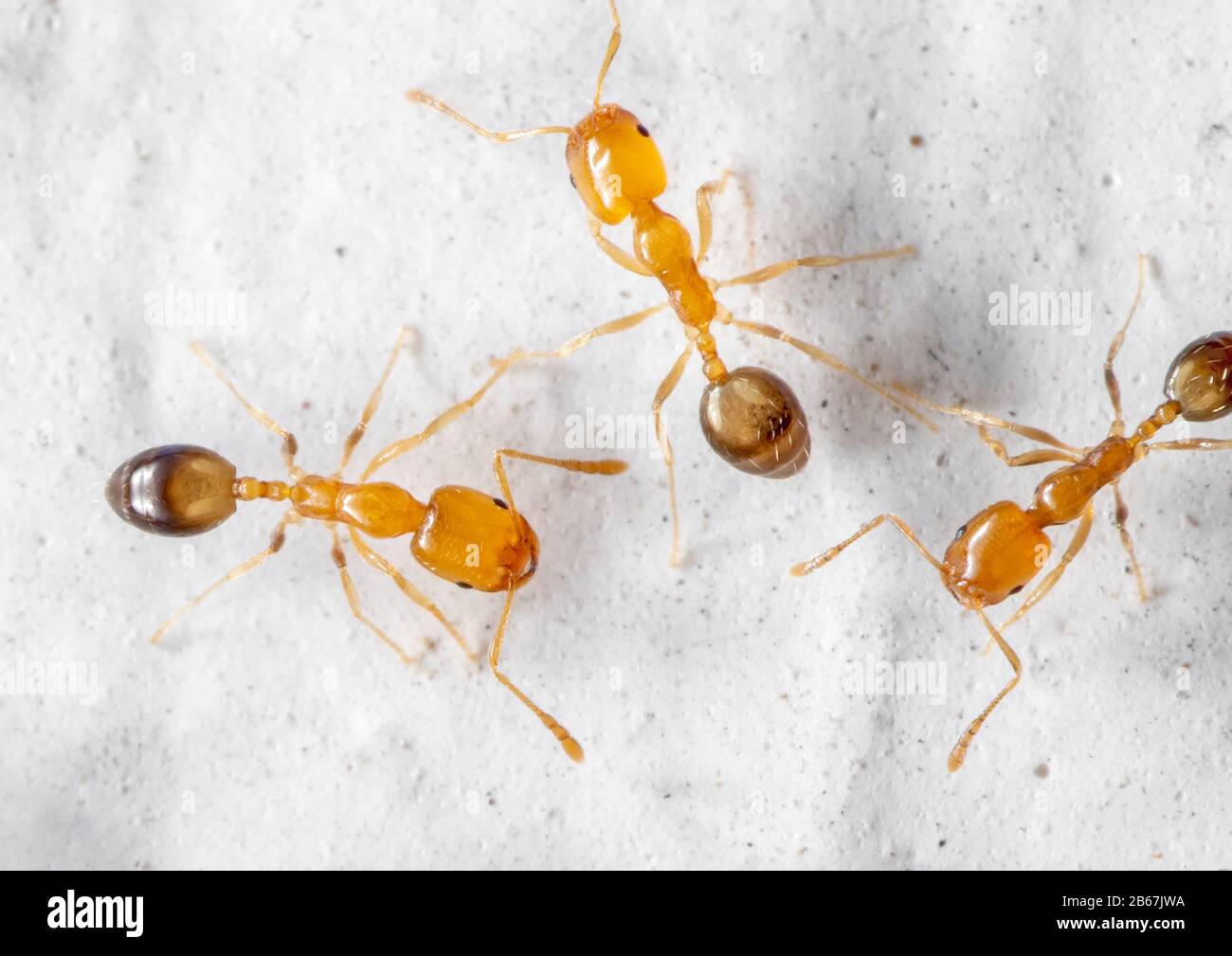 Macro Photography of Three Tiny Ants on White Wall Stock Photo - Alamy