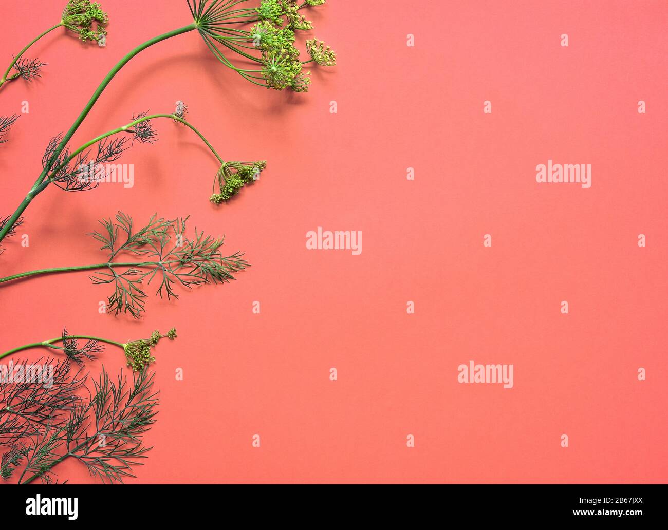 Sprig of dill isolated on pink background. Top view, flat lay. Dill ...