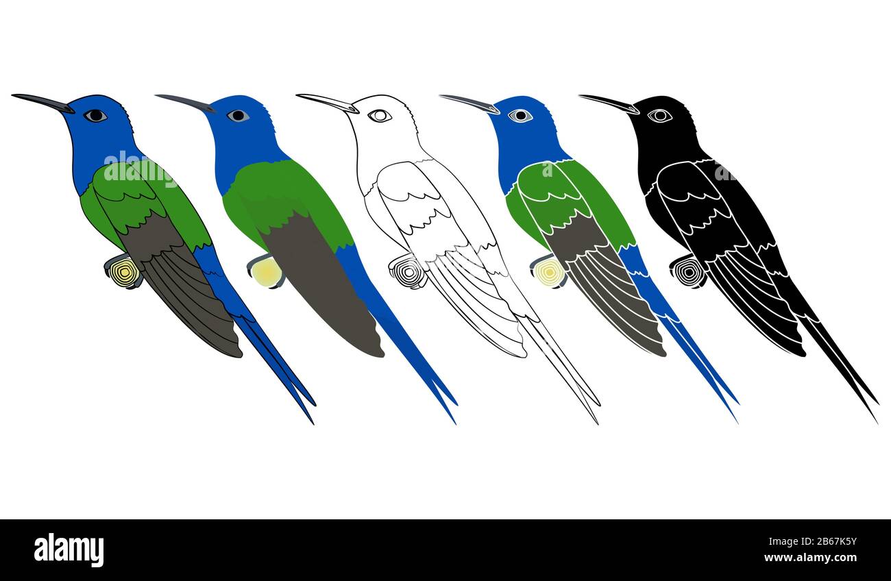 Hummingbird colibri bird in profile view Stock Vector Image & Art - Alamy