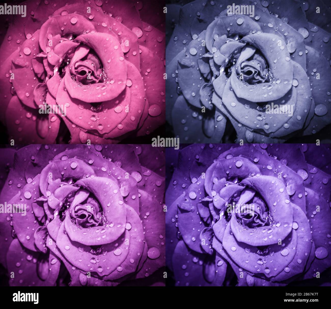 Collage beautiful rose flowers hi-res stock photography and images - Alamy