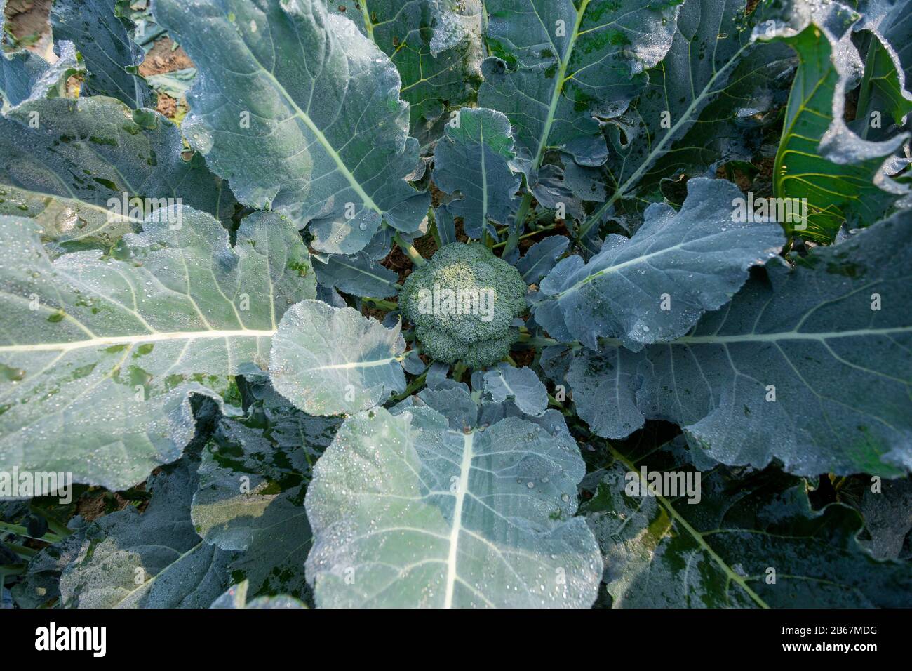 Healthy green organic broccoli plant growing in a vegetable garden ...