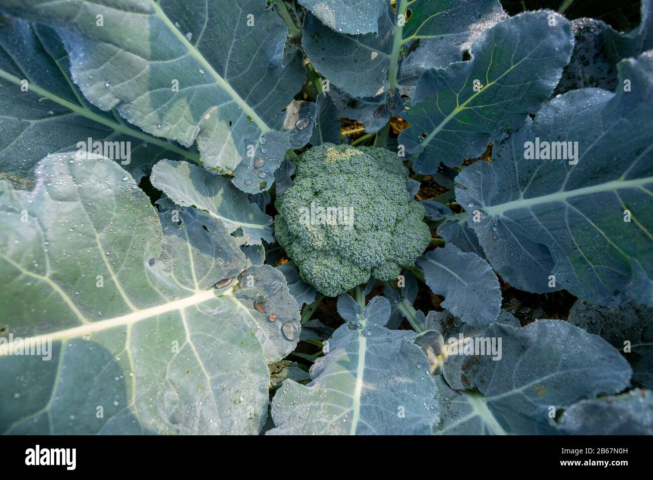 Healthy green organic broccoli plant growing in a vegetable garden ...