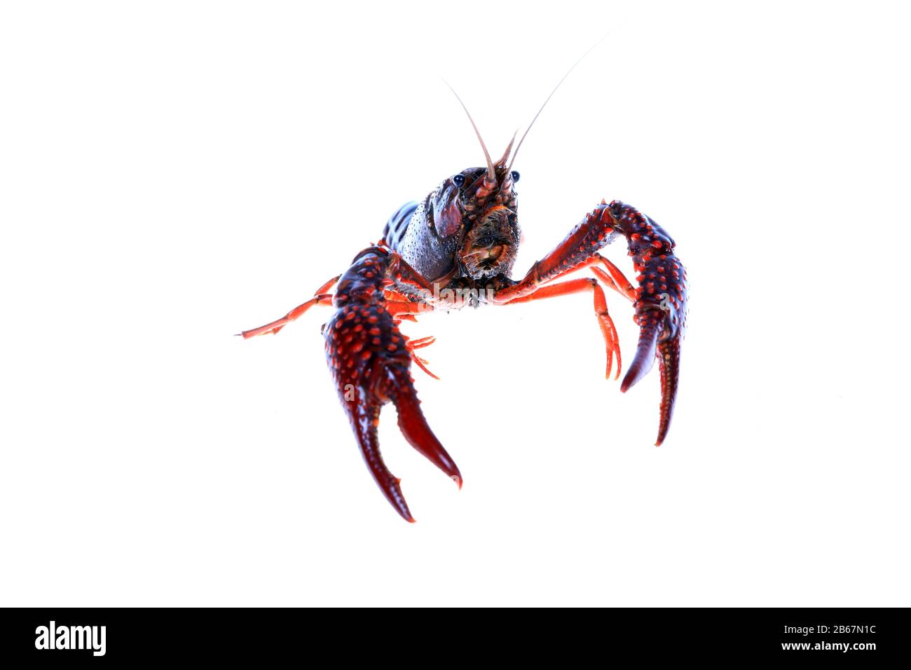 Crawfish, white background, close-up Stock Photo - Alamy