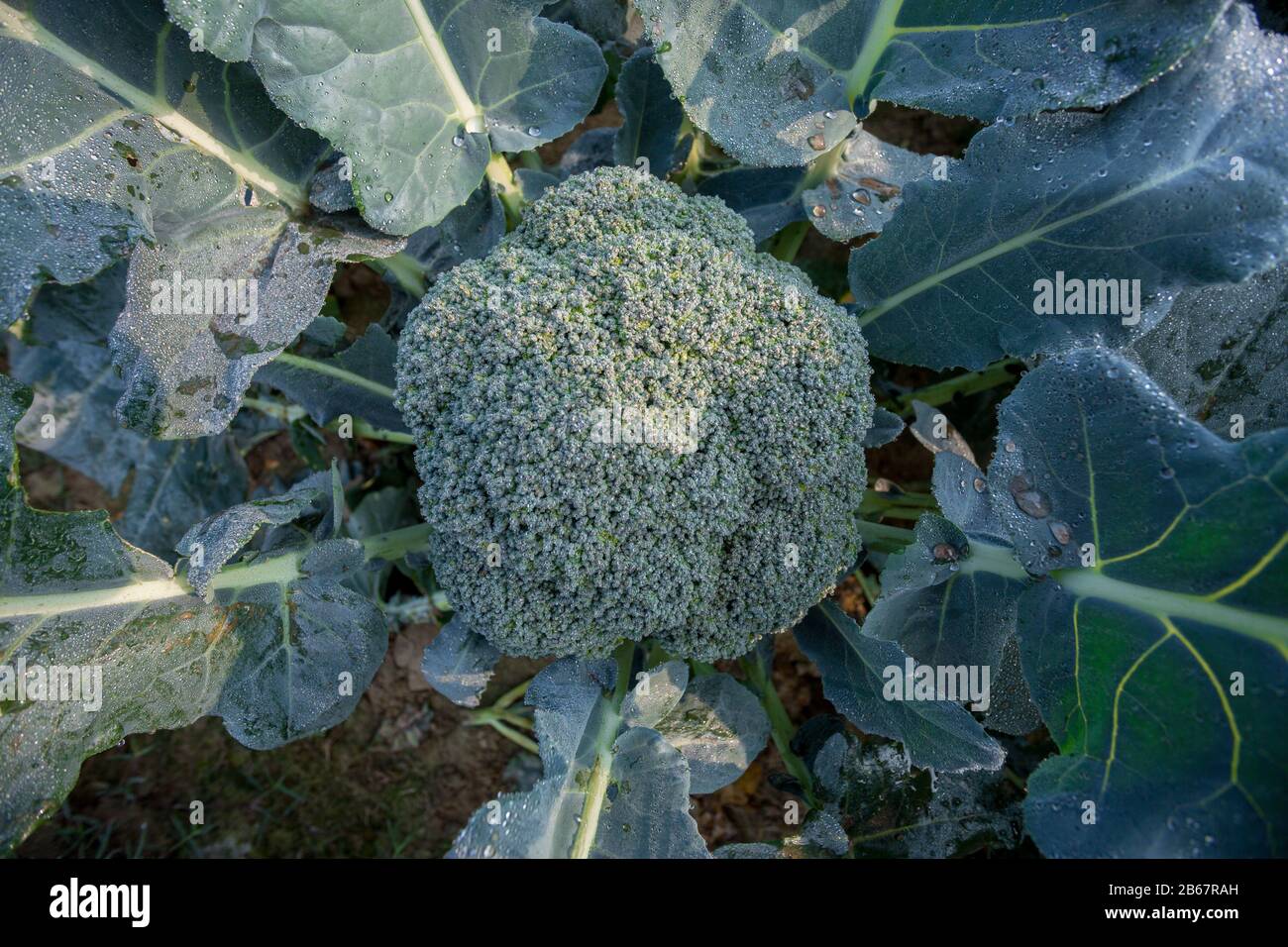 Green broccoli plant with dew or water drops or raindrops in a ...