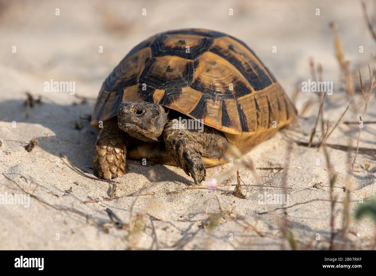 Conservation status vulnerable hi-res stock photography and images - Alamy