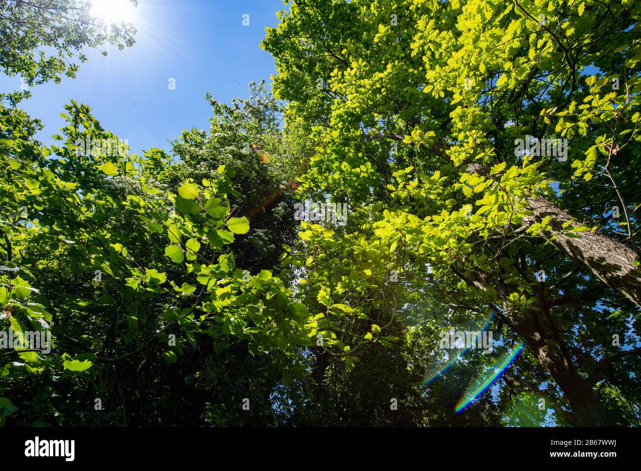 Blue sky and cloudless hi-res stock photography and images - Alamy