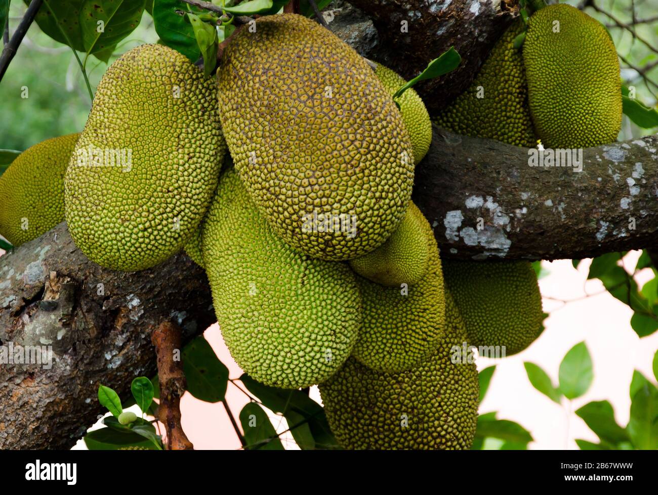Jack fruit growing on tree hi-res stock photography and images - Alamy