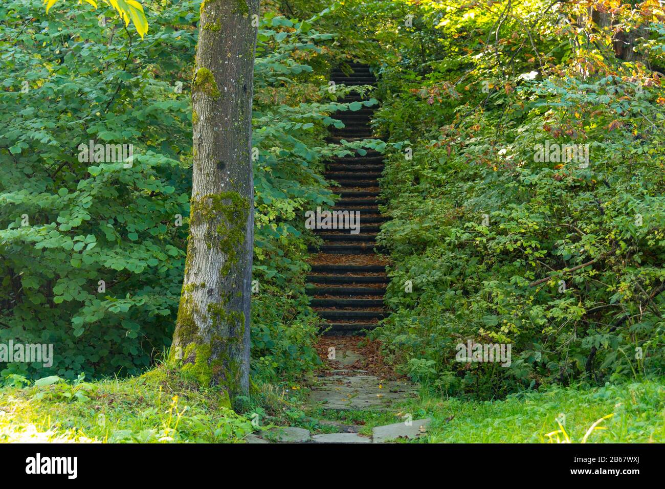 Mysterious stone stairs in the green dense forest. Weird steps among ...