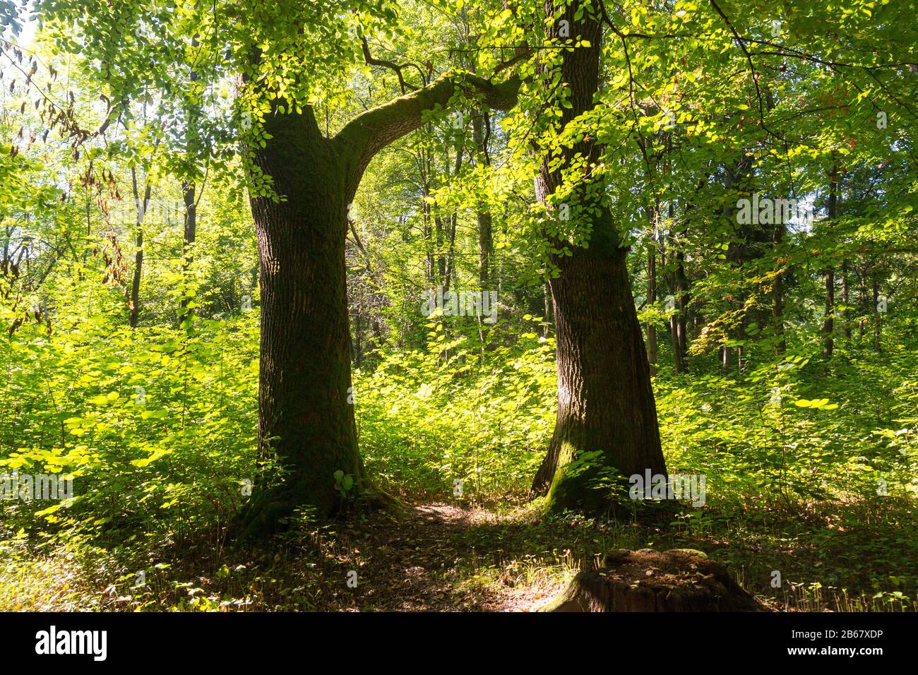 Big forest trees in the sunlight. Beautiful park view Stock Photo - Alamy