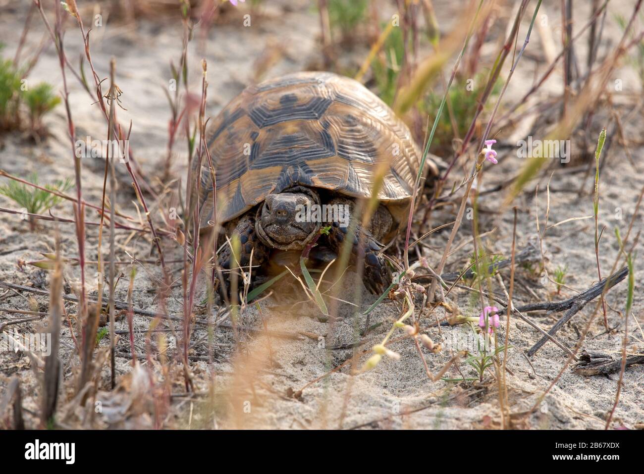 Tortoise conservation hi-res stock photography and images - Alamy