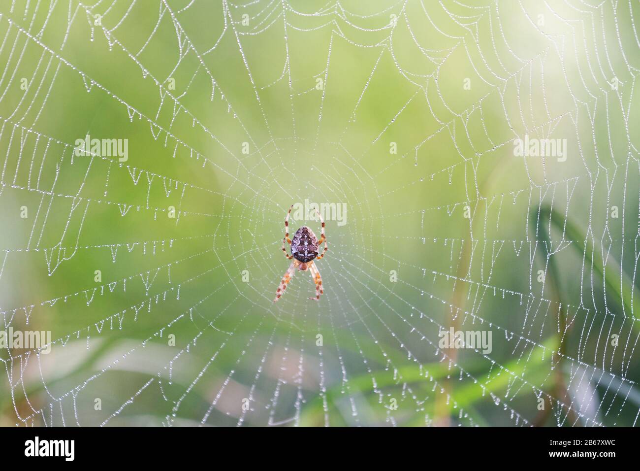 Spider web entanglement hi-res stock photography and images - Alamy