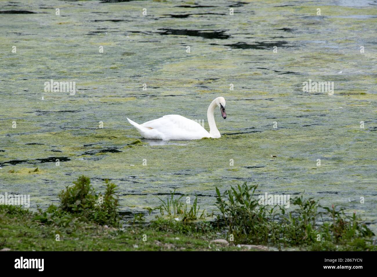 A mute swan negotiates an algal bloom on a wildlife pond, now choaked ...