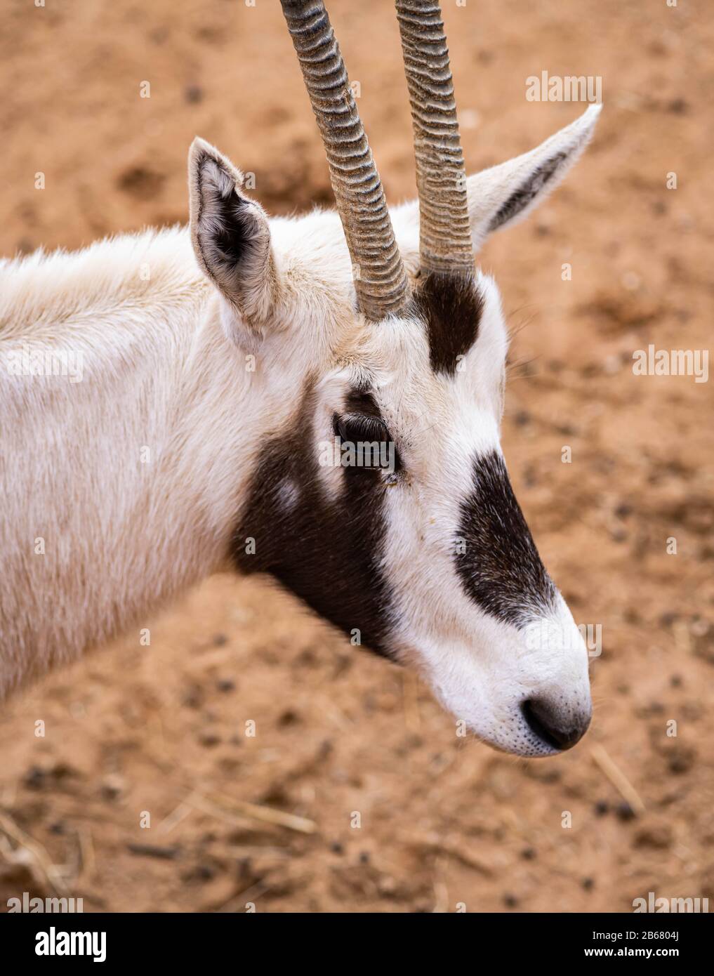 The Portrait Of An East African Oryx In The Desert Stock Photo - Alamy