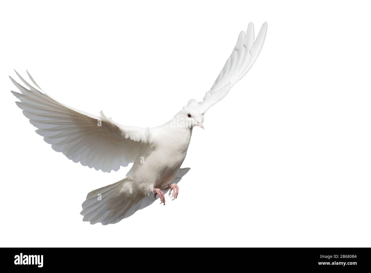 white clean dove flies isolated on white Stock Photo - Alamy