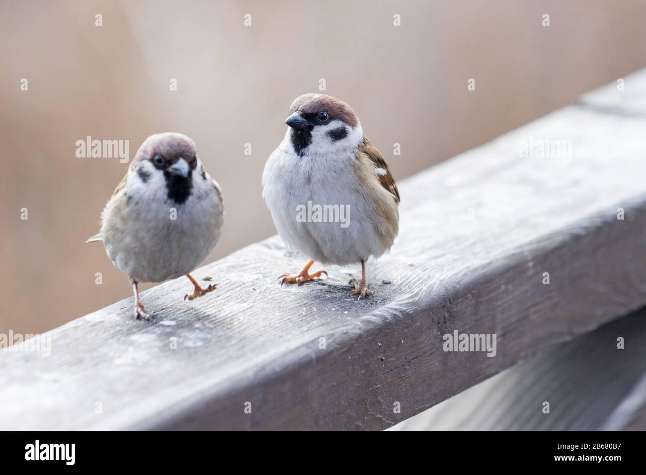 Funny birds hi-res stock photography and images - Alamy