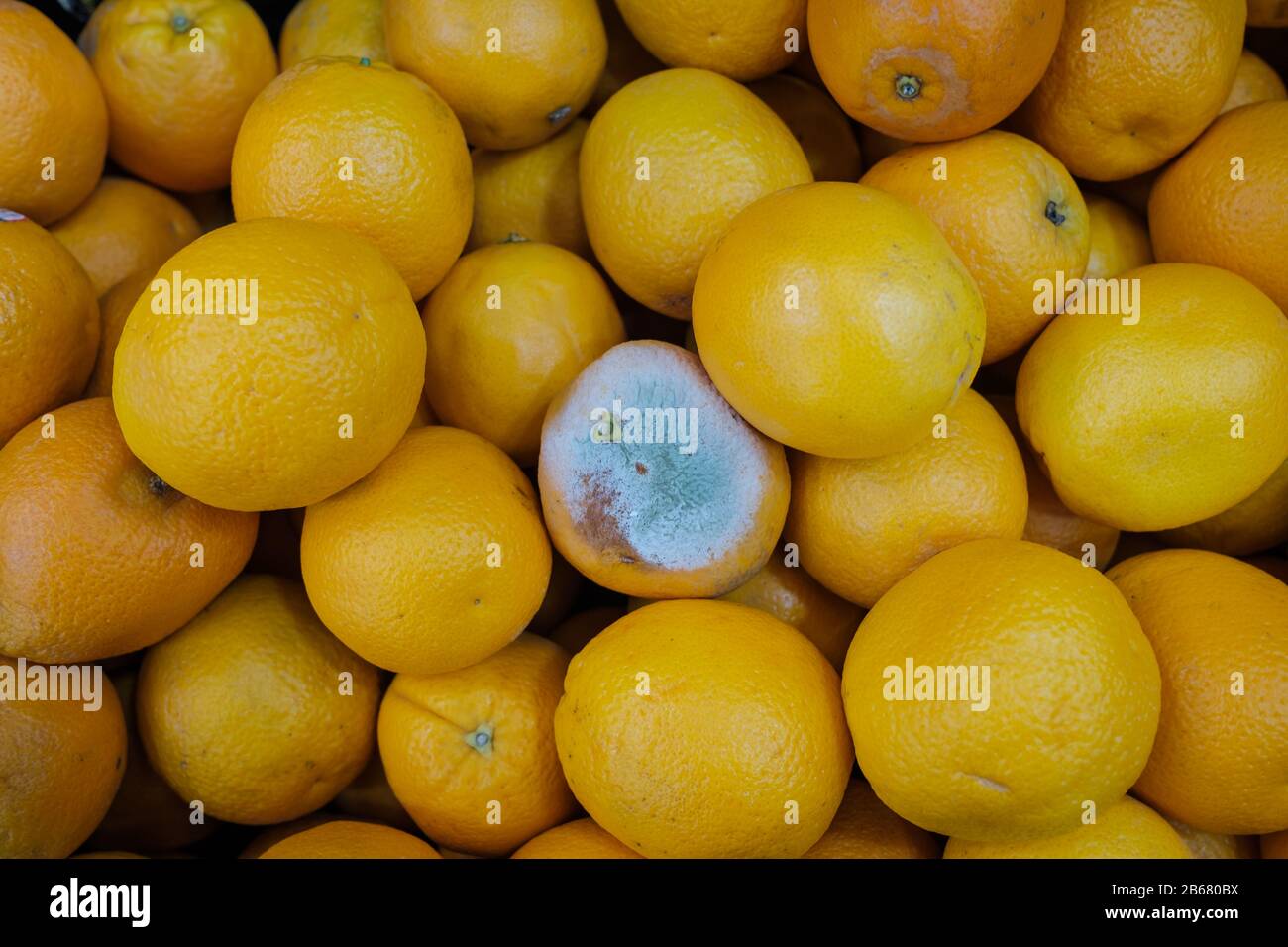 Rotten Oranges Stock Photos & Rotten Oranges Stock Images - Alamy