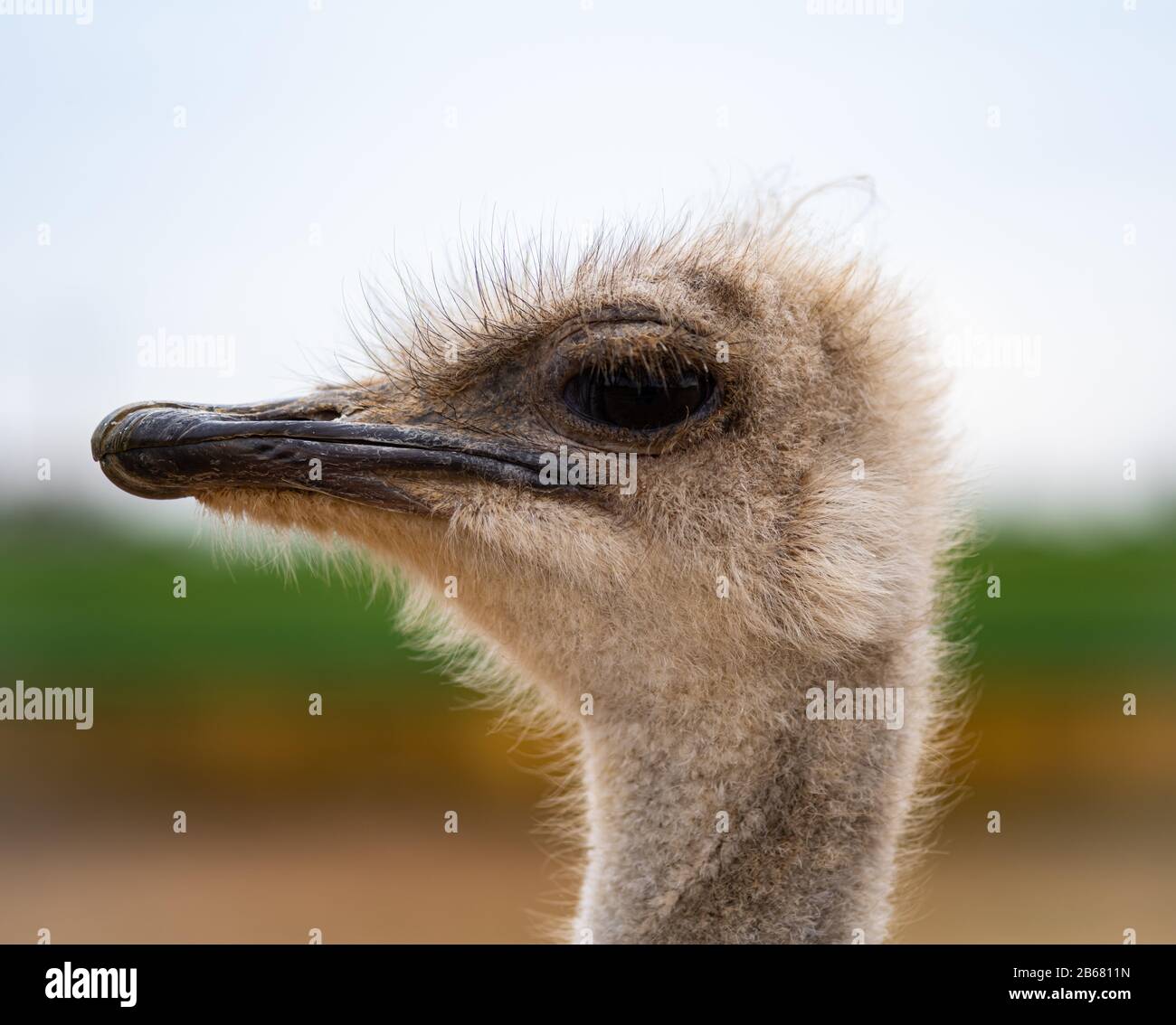 Haughty hi-res stock photography and images - Alamy