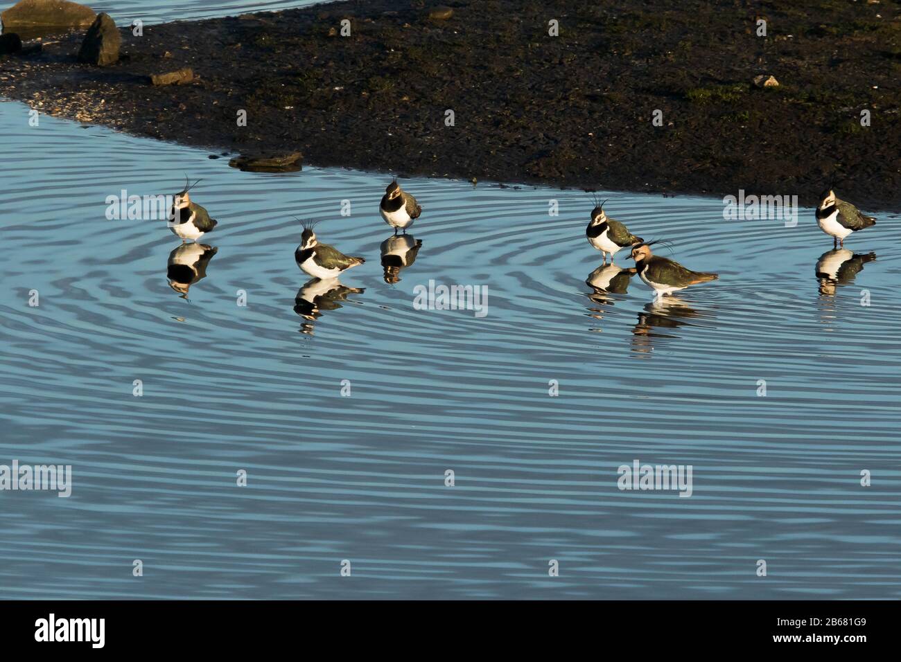 Lapwing feathers close up hi-res stock photography and images - Alamy