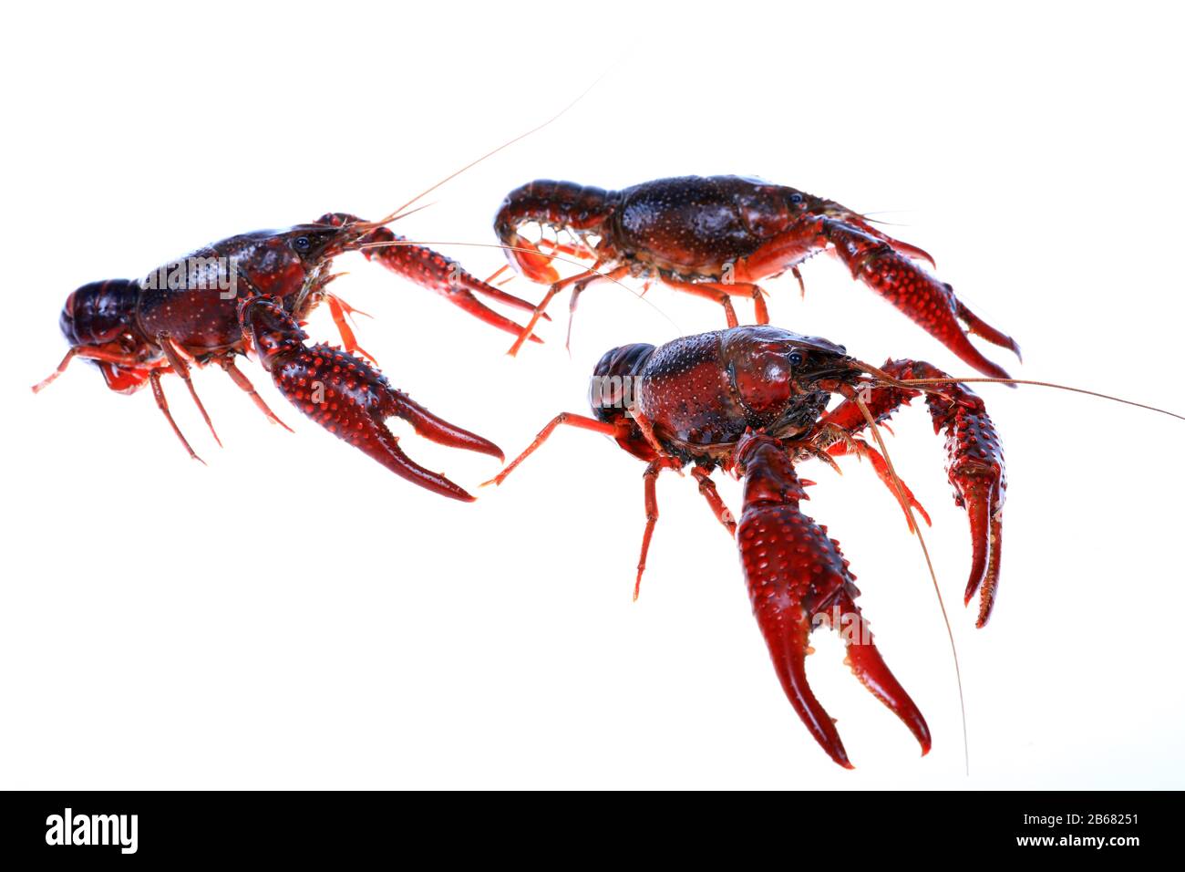 Crawfish, white background, close-up Stock Photo - Alamy