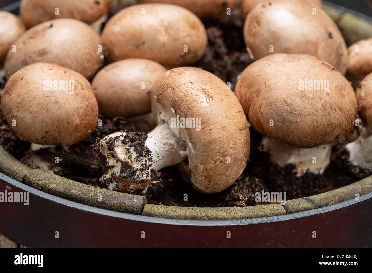 High quality organic brown champignon mushrooms growing in caves close ...